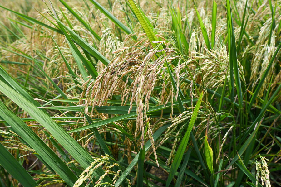 KOTA BAHRU, 29 April – Varieti baharu padi Putra CR (Climate Ready ...